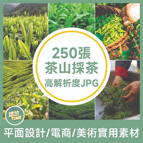E2 圖庫 高解析度 JPG素材 茶山 採茶 圖片 安溪 鐵觀音 高山茶園 茶青 嫩芽 蝦皮購物