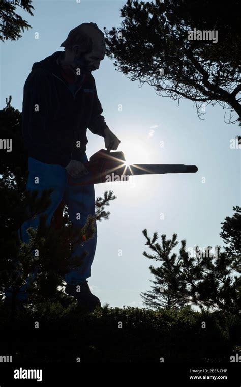 Man With Chainsaw Cutting Down Trees In Oregon Stock Photo Alamy