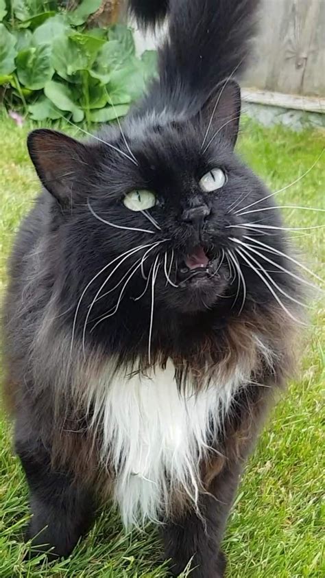 Remembering Isabelle Honoring A Beloved Cat On Izzy Day Viral Cats Blog Stubborn Cat