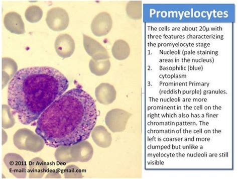 Promylocytes Medical Laboratories