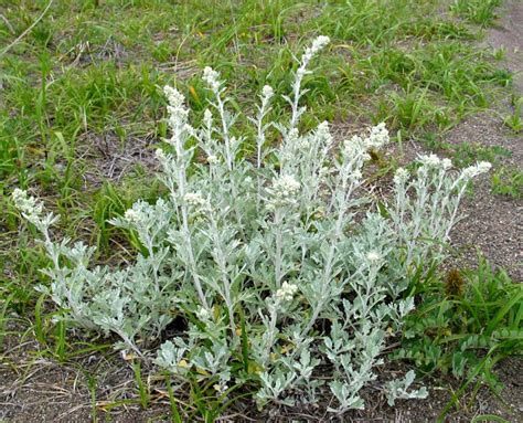 Полынь Альпийская (47 фото) - фото - картинки и рисунки: скачать бесплатно