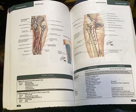 Netters Concise Atlas Of Anatomy