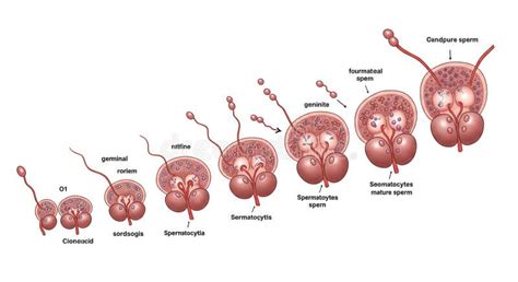 Diagram Depicting Sperm Development Stages Illustrating A Progression From Early Stock