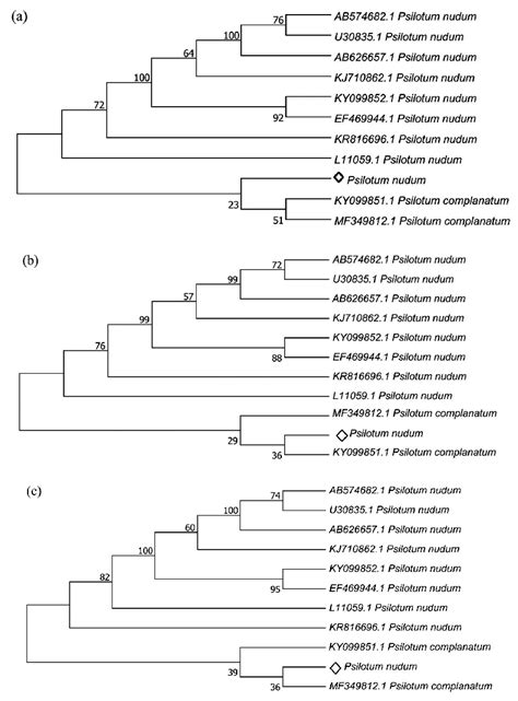 a b and c tree of maximum parsimony maximum likelihood neighbor