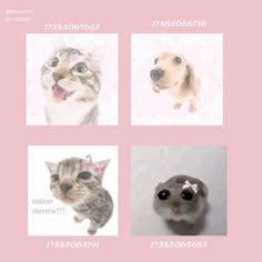 Roblox Cat Decal Codes