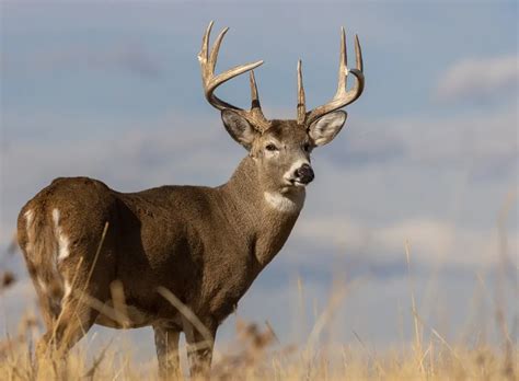 Deer Processing Springfield Il Packaging And Storage