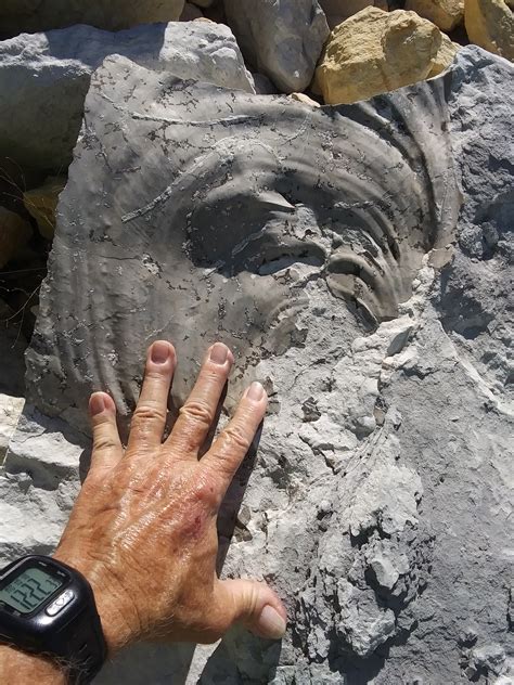 Ammonite Cast Fossil ID The Fossil Forum