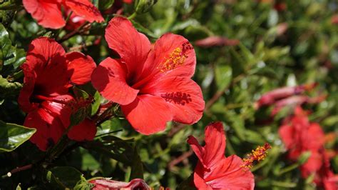 Flower Flora Free Photo On Pixabay Pixabay