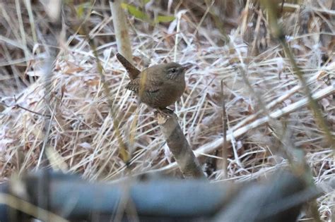 初見あり初撮りあり ぶら鳥ノート2