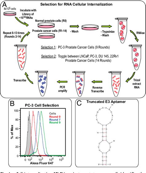 Figure 1 From Tunable Cytotoxic Aptamerdrug Conjugates For The Treatment Of Prostate Cancer