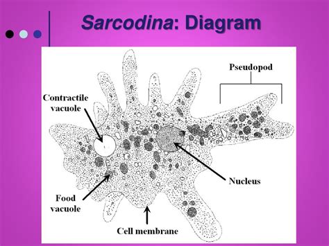 Characteristics Of Freshwater Sarcodina At Nancy Hutchinson Blog