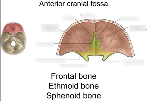 Anterior Cranial Fossa Diagram Quizlet