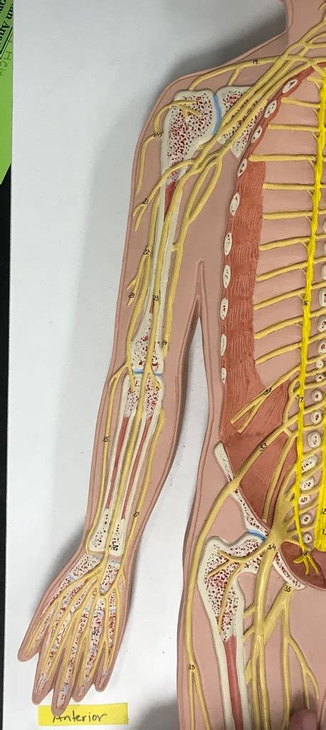 Branches Of Brachial Plexus Diagram Quizlet