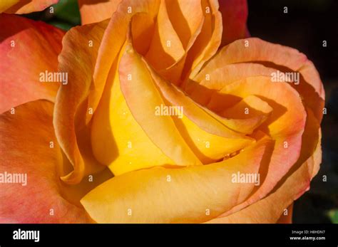 Hybrid Tea Rose Rosa Fulton Mackay Hybridized By Cocker Uk Stock