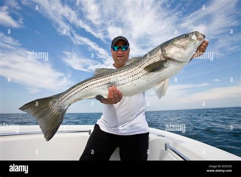 Striped Bass Rules Massachusetts At Paul Caison Blog