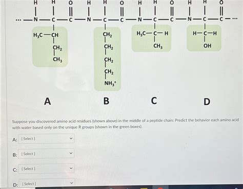 Solved Suppose You Discovered Amino Acid Residues Shown