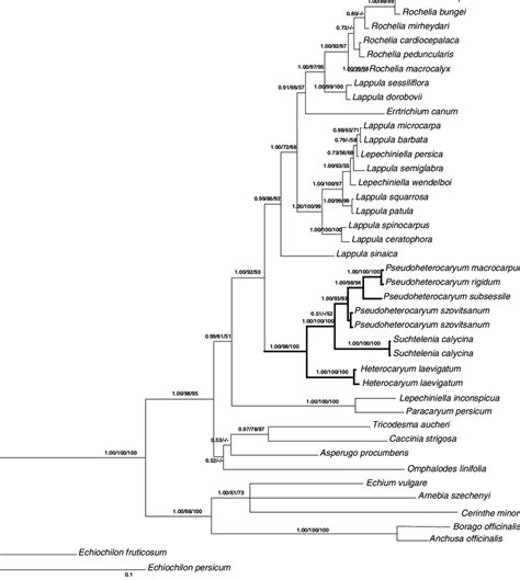Bayesian Inference Tree Resolved Using Nrdna Its And Cpdna Trnl F Download Scientific Diagram