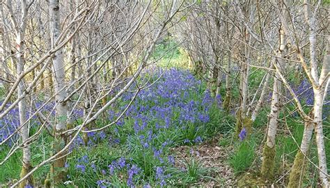 Environment How Tree Species And Open Spaces Can Improve Biodiversity In Forests Teagasc