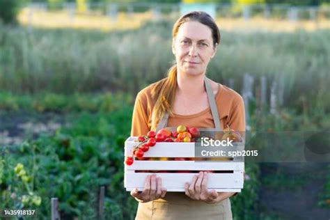 미소 짓는 중년 원예사 농부 여성의 초상화 손에 잘 익은 토마토가 든 하얀 나무 상자를 들고 있습니다 카메라를 들여다 봅니다 공간을 복사합니다 55 59세에 대한 스톡 사진
