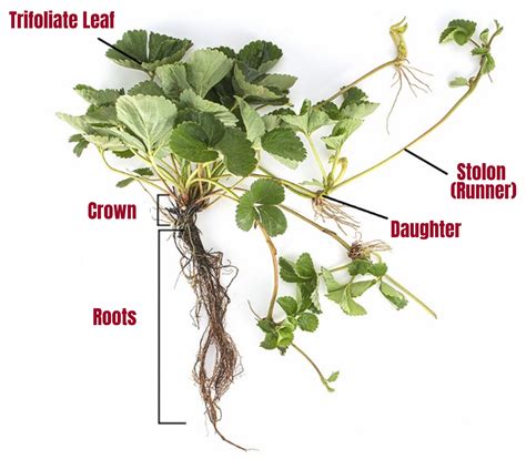 Modified Stem Of A Plant