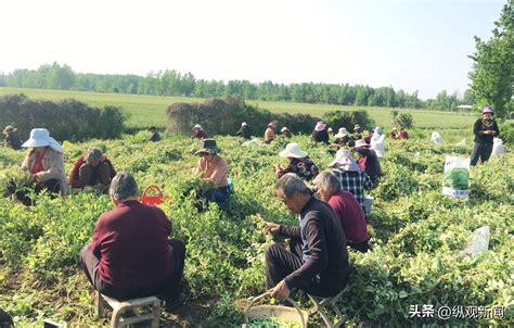 社旗县苗店镇：豌豆丰收采摘忙 产业兴旺助增收种植发展蔬菜