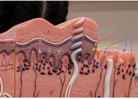 Lab 2 Integumentary System Flashcards Quizlet
