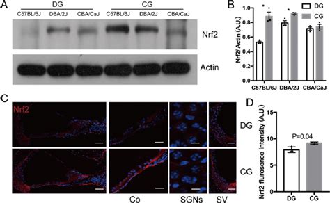Effect Of Dietary D 2 O Supplementation On Nrf2 Expression In The Download Scientific Diagram