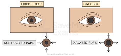 Structure Of The Eye Igcse Physics Revision Notes