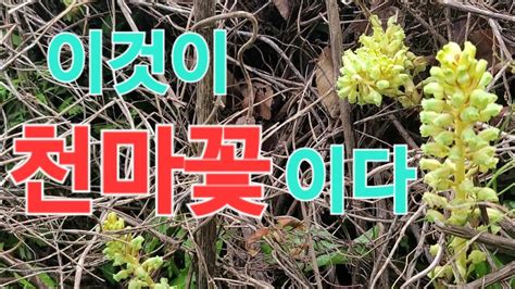 천마꽃 구경 장관입니다 YouTube