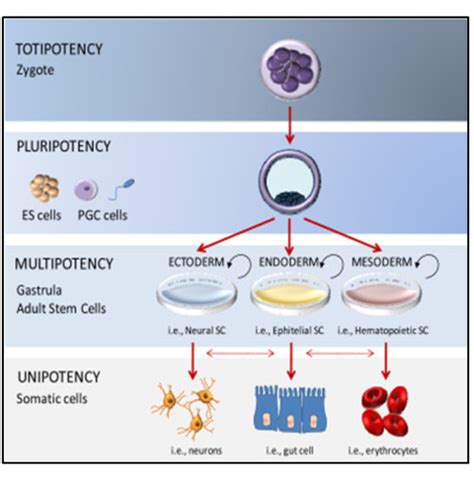 Assisted Reproductive Technologies 2 Stem Cells And Cloning Flashcards Quizlet