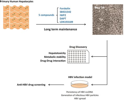 邓宏魁研究组与合作者在science发表论文，报道功能成熟细胞在体外长期维持的新方法 北医新闻网