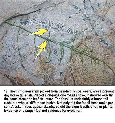 The Evidence From Polystrate Fossils Creation Research