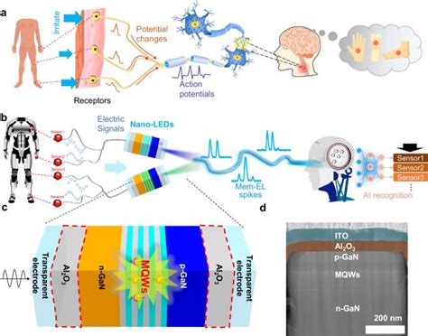 Selina La Barbera On Linkedin Memory Electroluminescence For Multiple Action Potentials