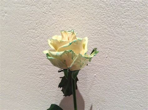 La Capillarità Matematichiamoblog