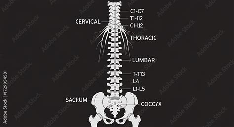 Understanding The Human Spine Anatomy Vertebral Column And Nerve