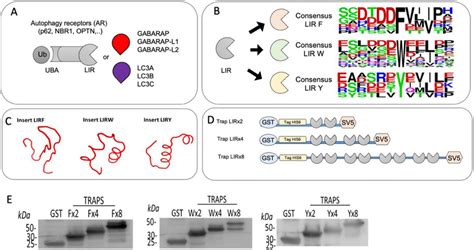 Strategy Design And Production Of Lc3 Traps A Selective Autophagy Download Scientific