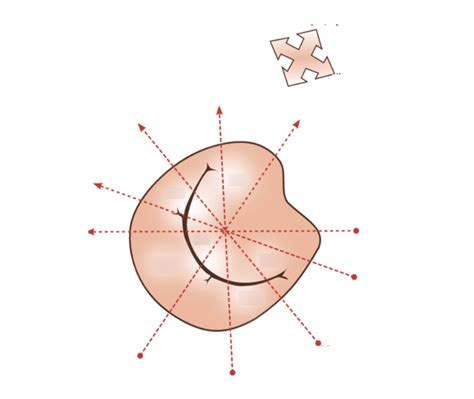 Mitral Valve Anatomical View Orientation And Segments Diagram Quizlet