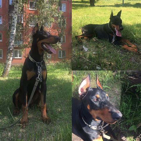 Похожие породы на добермана 47 фото картинки Sobakovod Club
