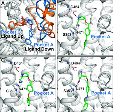 Pharmacological Relevance Of Multiple Ligand Binding Modes A