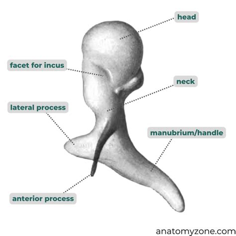 Bones Of The Ear Flashcards Quizlet