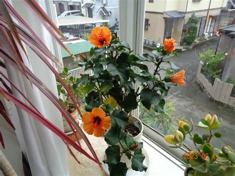 暑い日が続きます norikkeのblog