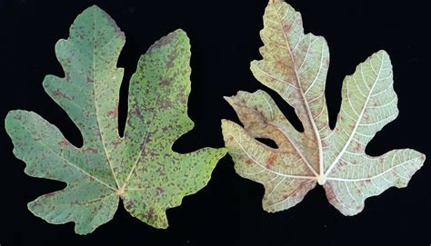 Fig Diseases And Pests Description Uses Propagation