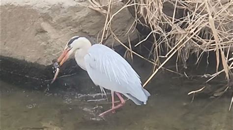 먹고 먹히는 먹이사슬 식사는 하셨습니까 Youtube