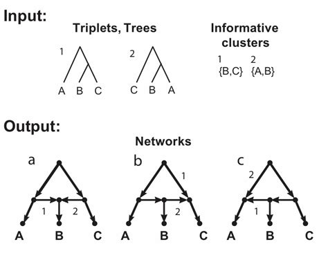 The Genealogical World Of Phylogenetic Networks A Fundamental