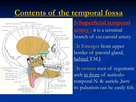 Ppt Temporal And Infratemporal Fossae Powerpoint Presentation Free