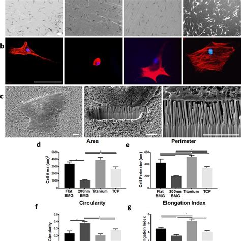 Mesenchymal Stem Cell Morphology On Substrates A Sem Of Hmscs On