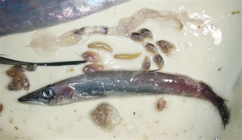 胃内容物ですが WEB魚図鑑
