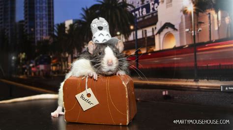 Baxter The Brabe Marty Mouse House