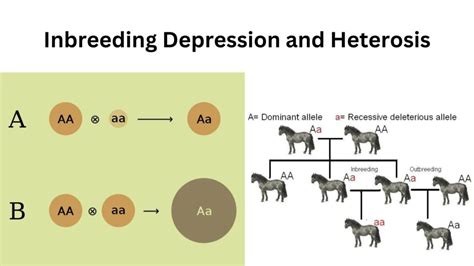 Inbreeding Depression And Heterosis Biology Notes Online