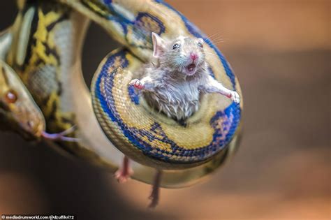 Pet Python Captured Eating A Live Mouse In Striking Images Daily Mail Online